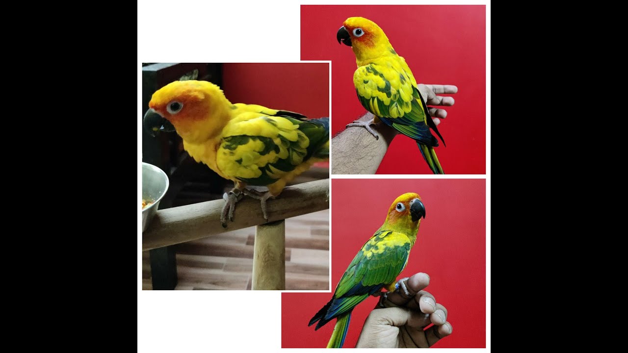 Part 1#sun conures #Interesting facts about sun Conure #conures #birds ...