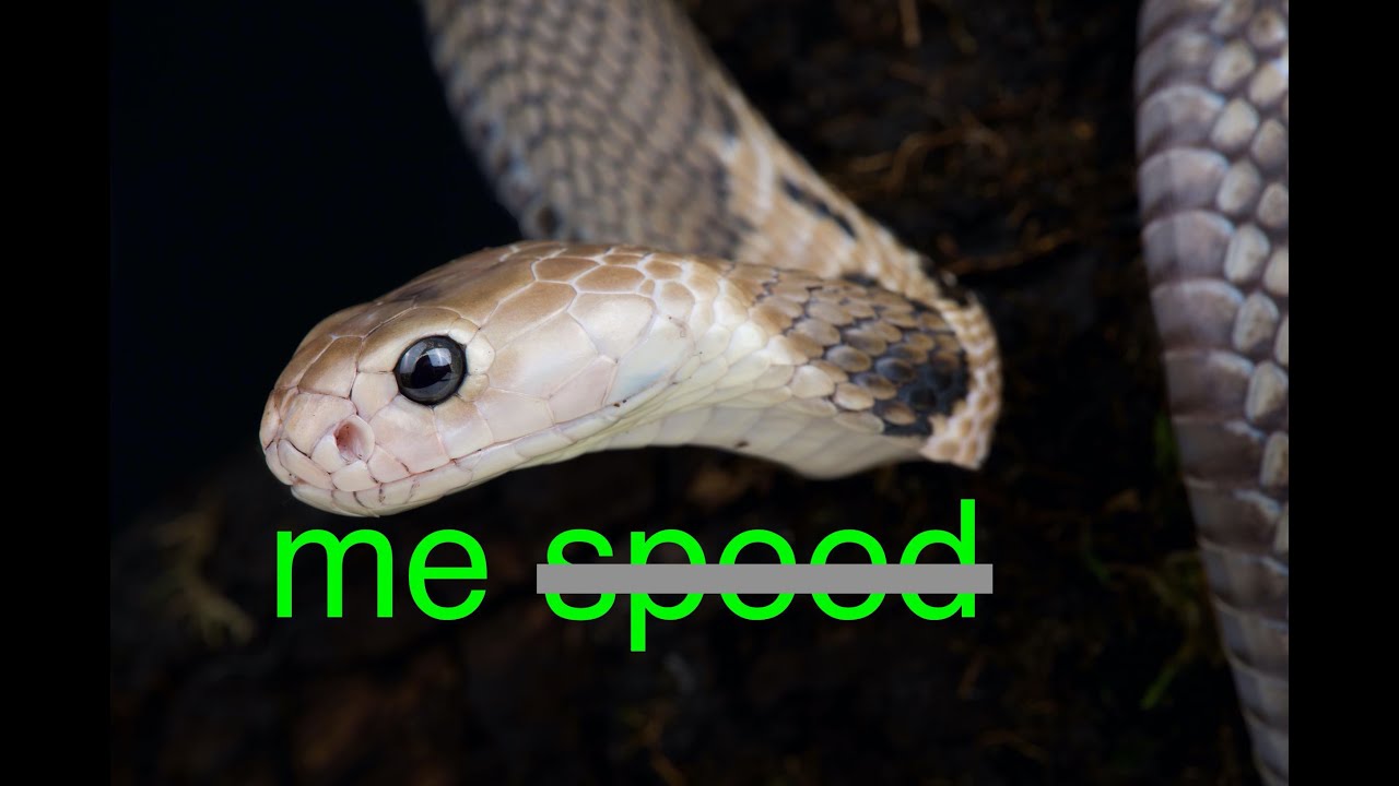 snail mode google snake - YouTube