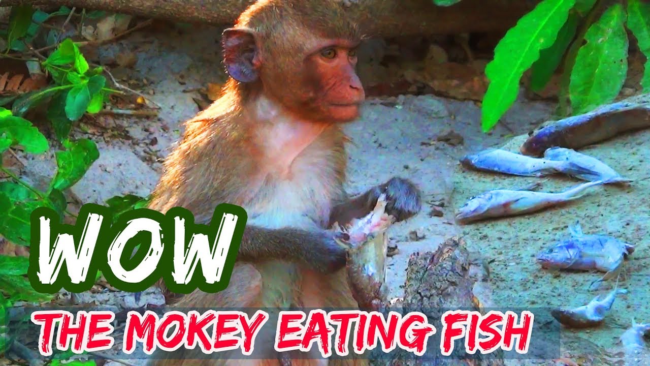 The Monkeys catch and eat fish at the Water's Edge - YouTube