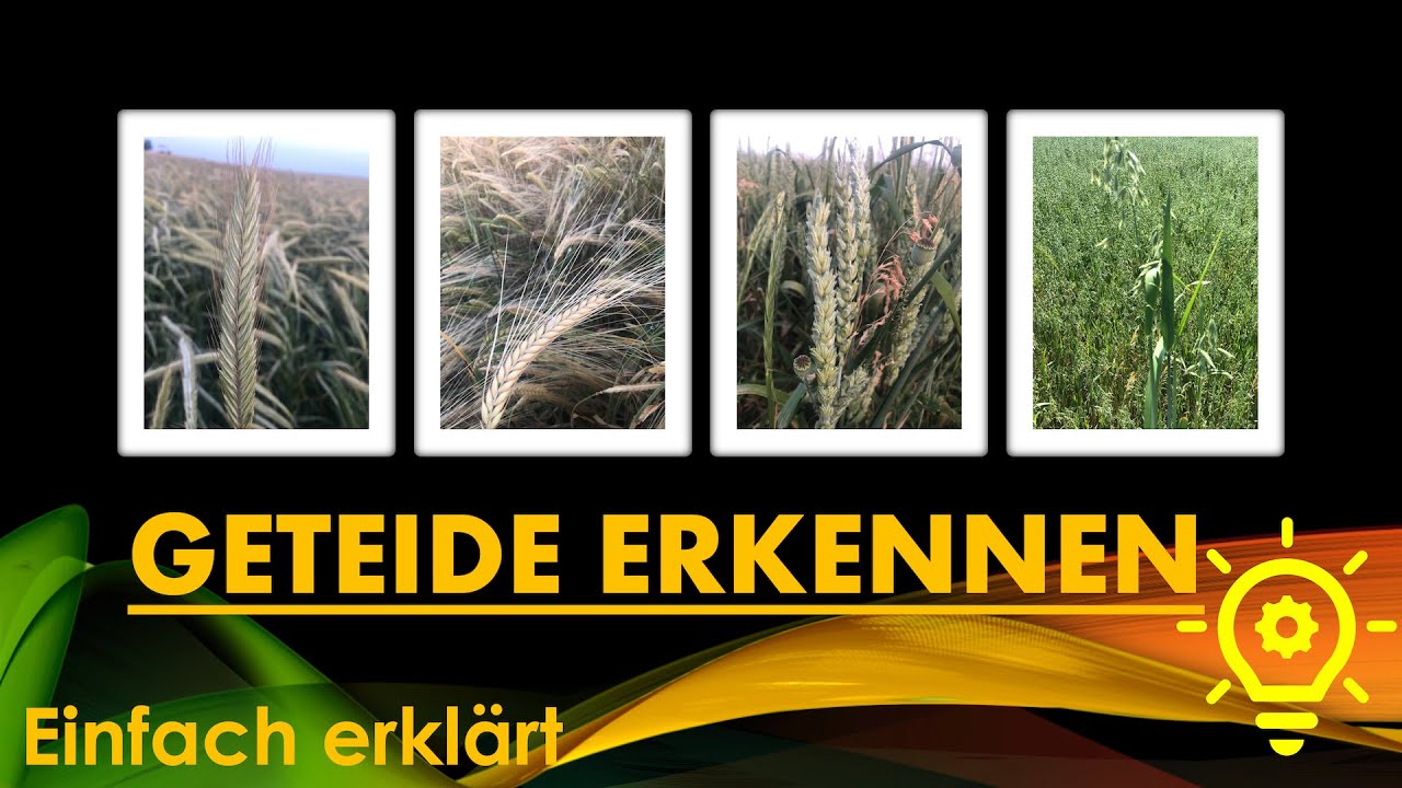 WAS ist WAS?!? GETREIDE einfach erkennen 🌾 - YouTube