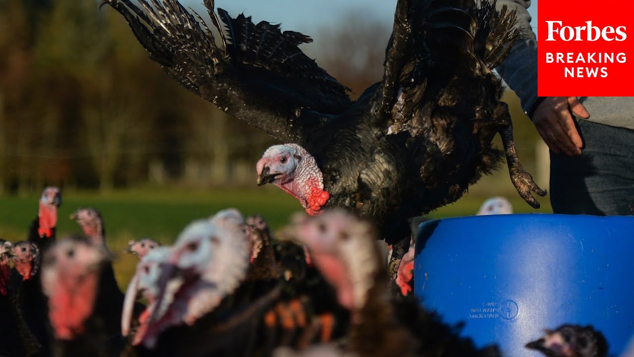 GOP Lawmaker Warns Thanksgiving Will Be Historically Expensive Meal ...