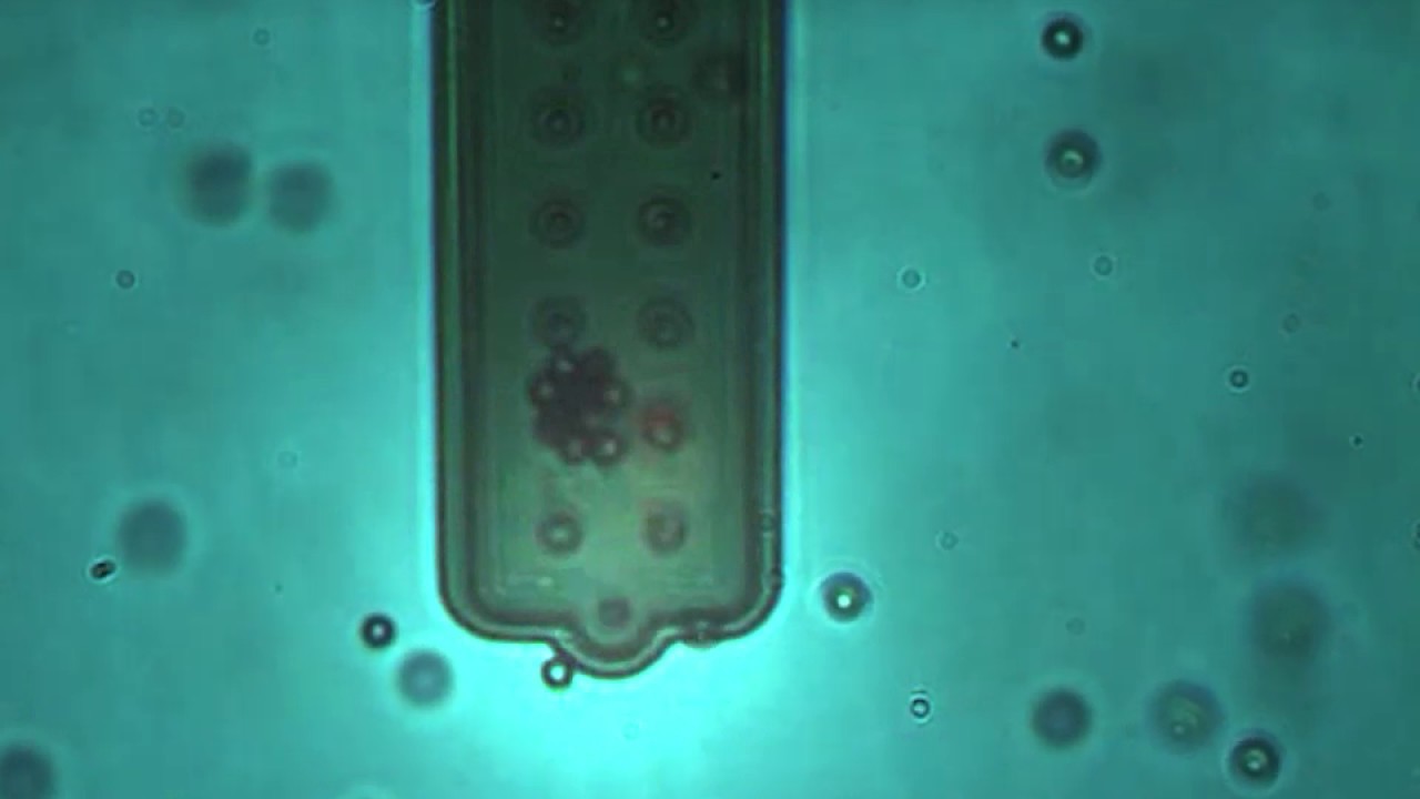FluidFM AFM Series - exchangeable colloidal probe - YouTube