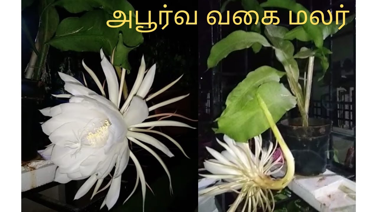 Brahma kamal Flower/brahma kamalam plant/Magical flower/Queen of Night ...