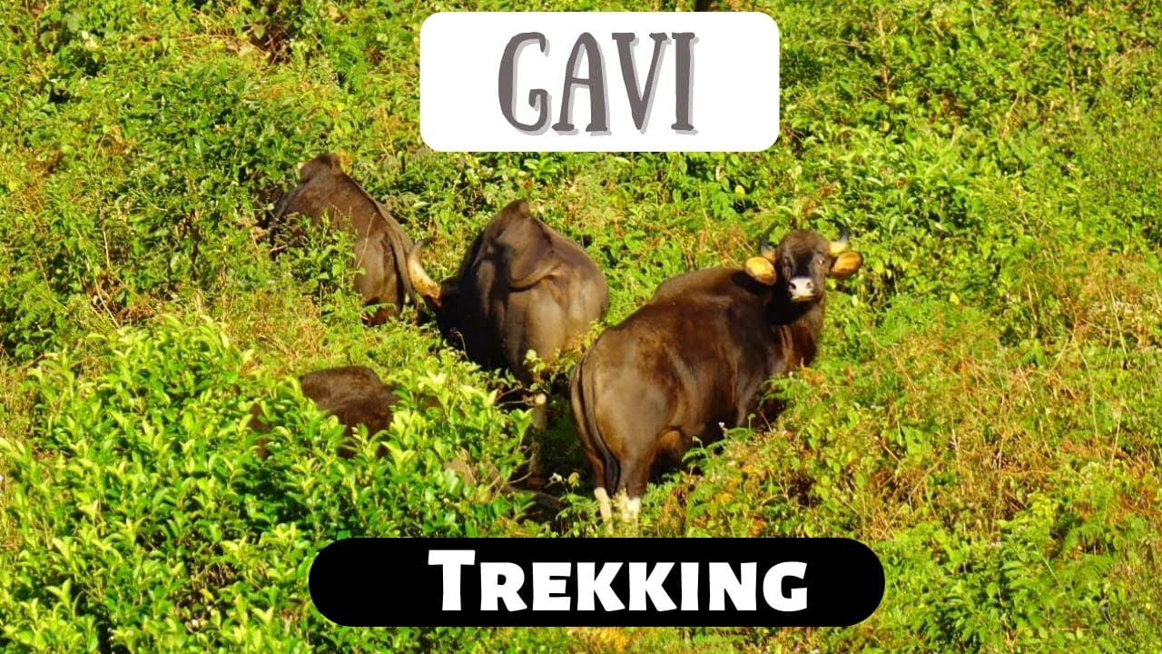 GAVI TREKKING/ GAVI NATURE WALK - YouTube