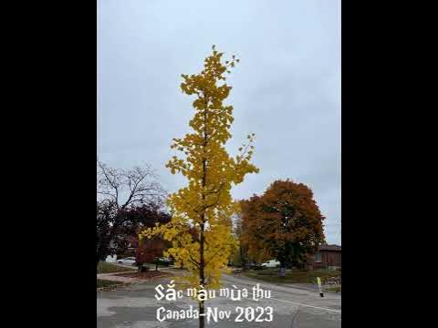 Vẻ đẹp mùa thu Canada - YouTube