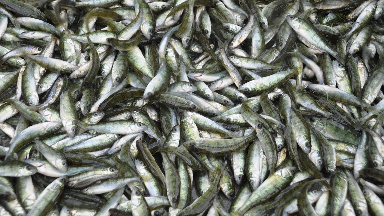 Fall Fish Reproduction Surveys - NDGNF - YouTube