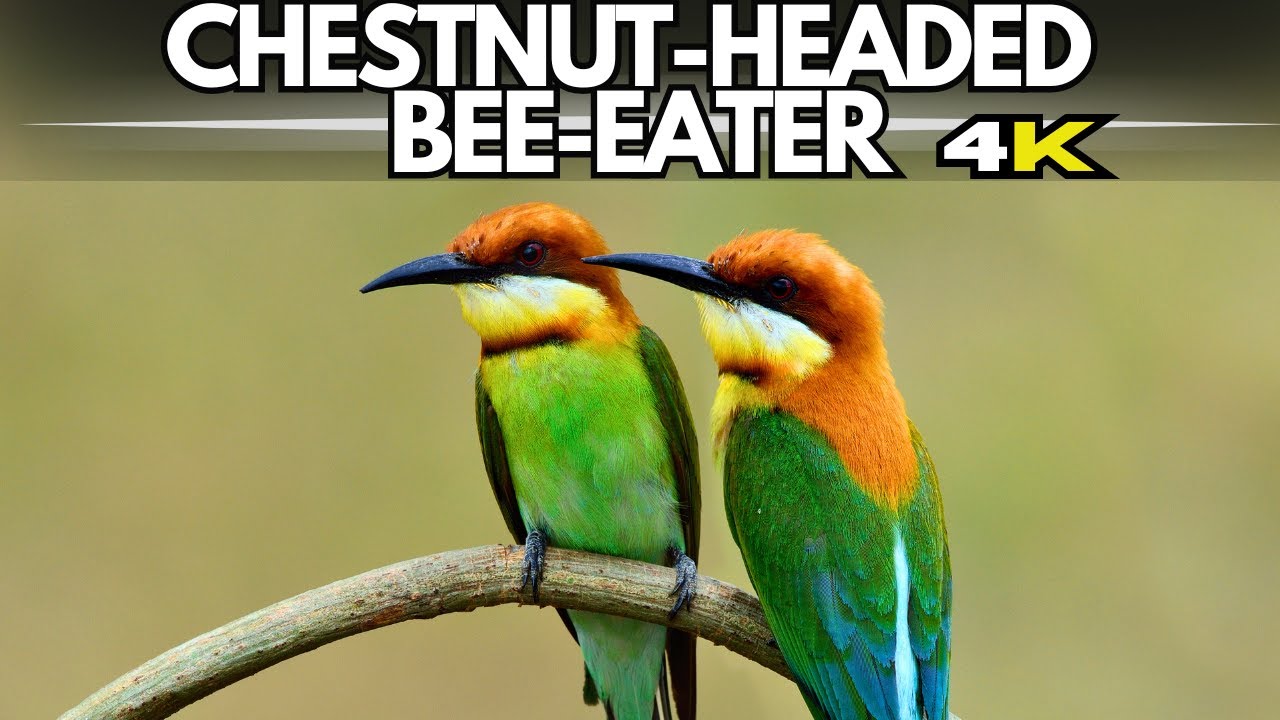 Discovering the Vibrant Chestnut-Headed Bee-Eater: Nature's Colorful ...