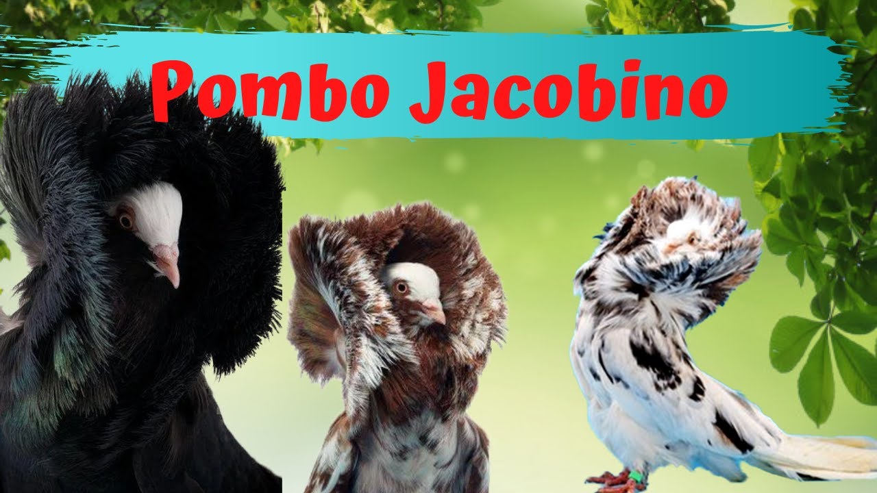 Pombo Jacobino - Conheça essa raça de pombo muito chique. - YouTube