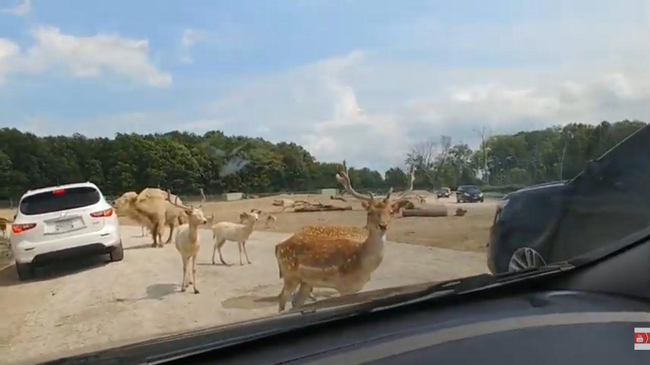 My First Drive-Thru African Safari Wildlife Park Ohio | Safari Moments ...