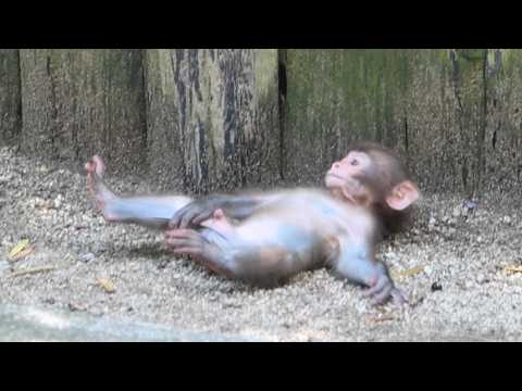 赤ちゃん猿と愉快な親子のほのぼのタイム / monpai monyet 小猿 子ザル 淡路島 モンキー SNOW MONKEY