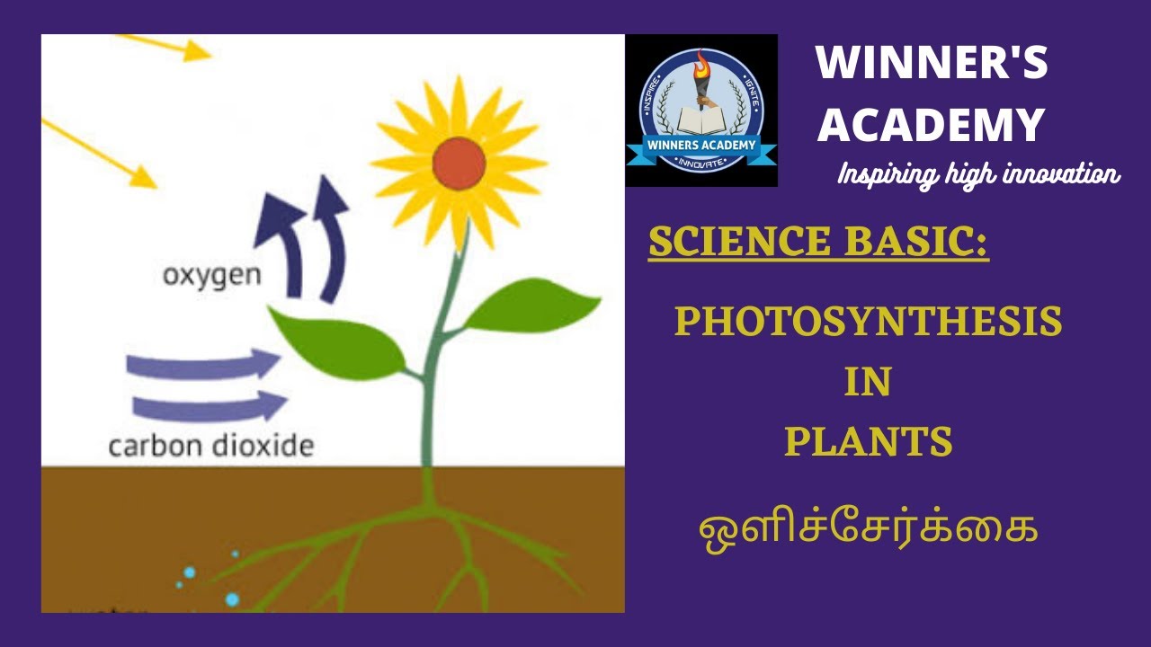 ஒளிச்சேர்க்கை தமிழில்| Photosynthesis in tamil | Science basic for all ...