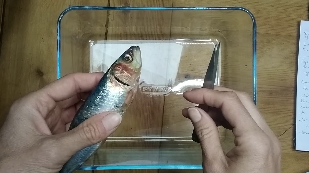 Le trajet de l'eau lors de la respiration du poisson - YouTube