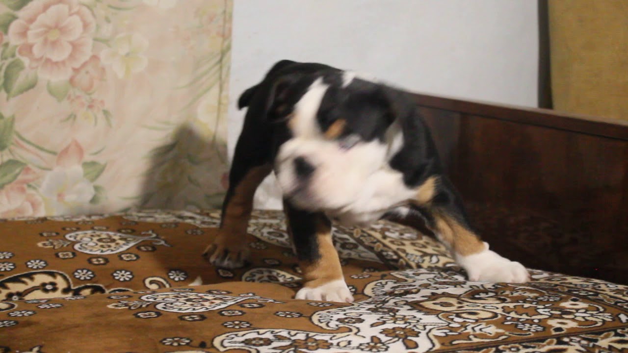 MVI 2950 - YouTube