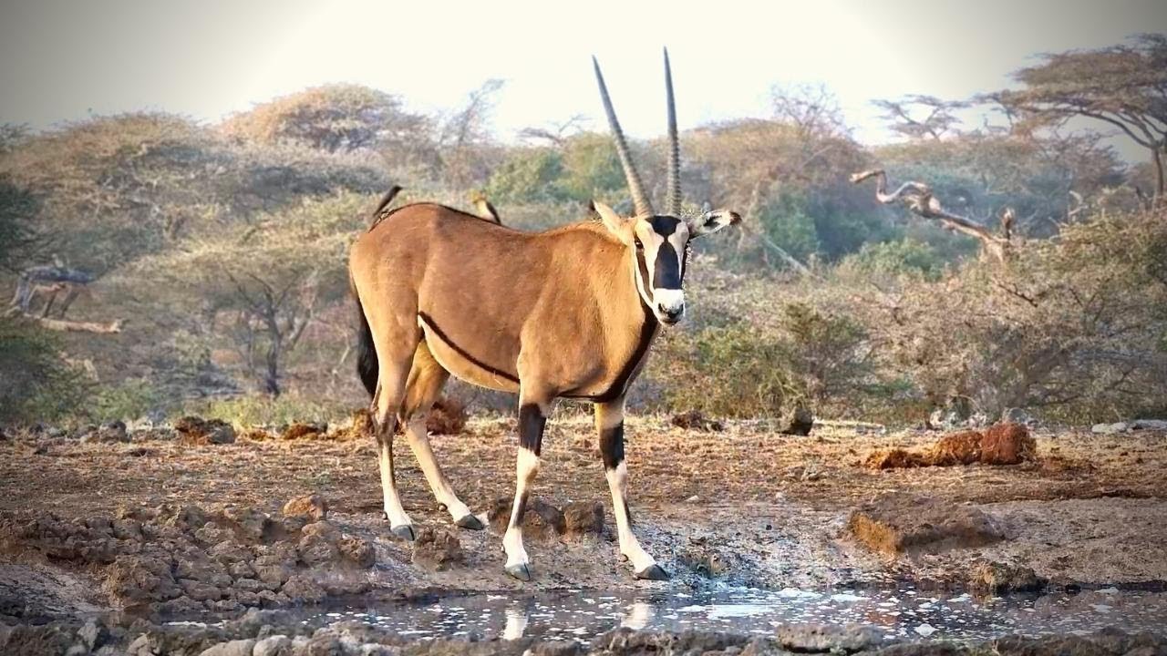 East African Oryx Gets Spooked While Drinking - YouTube