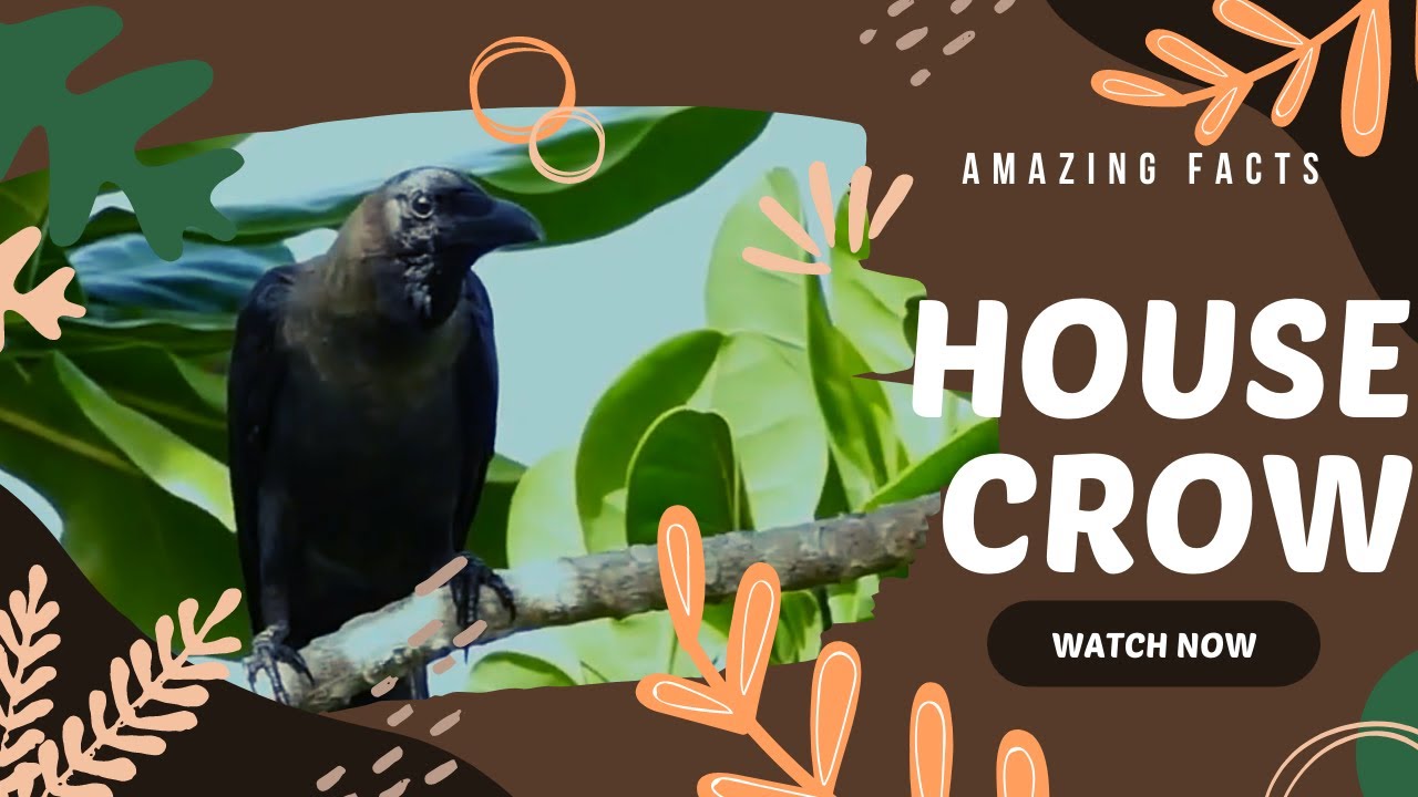 House crow facts - YouTube