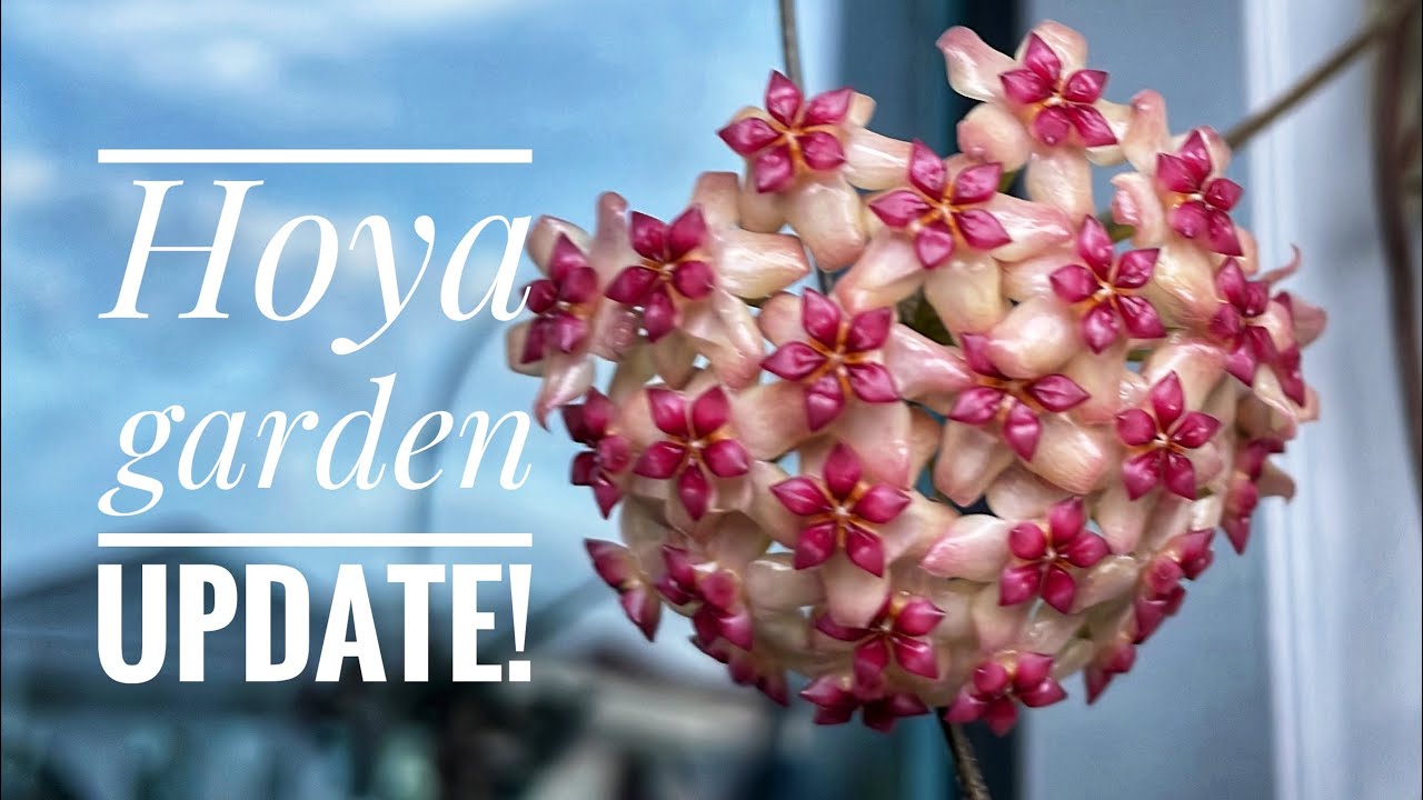 New flowers await you in my latest garden update! - YouTube