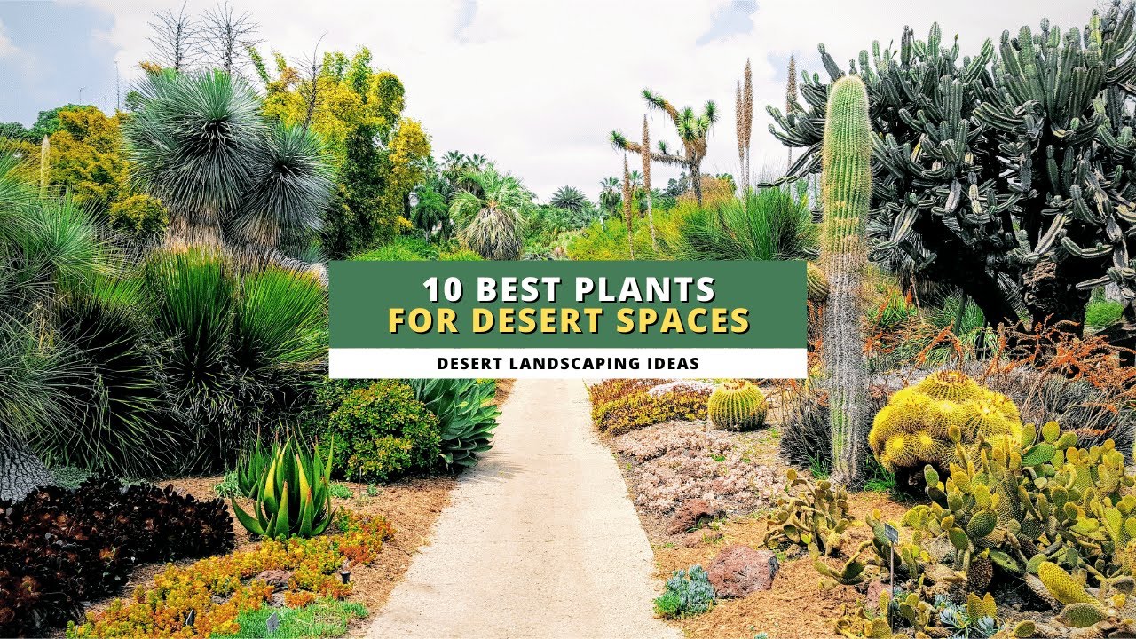 Desert Landscaping Ideas: 10 Best Plants for Your Desert Spaces 🏜️ ...