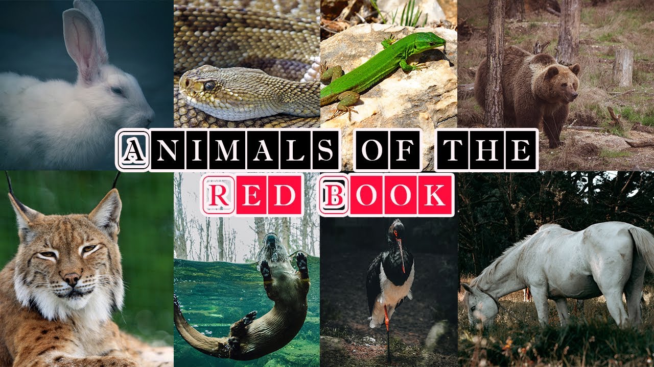 Animals of the Red Book. Animals Red List. Аnimals in red book Ukraine ...