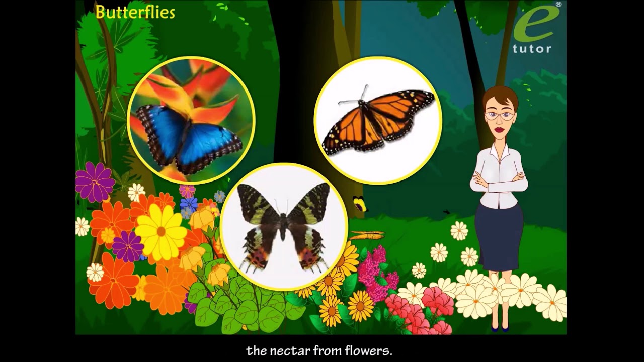 CBSE ICSE NCERT Class 3 English Butterflies YouTube cbse-icse-ncert-class-3-english-butterflies-youtube