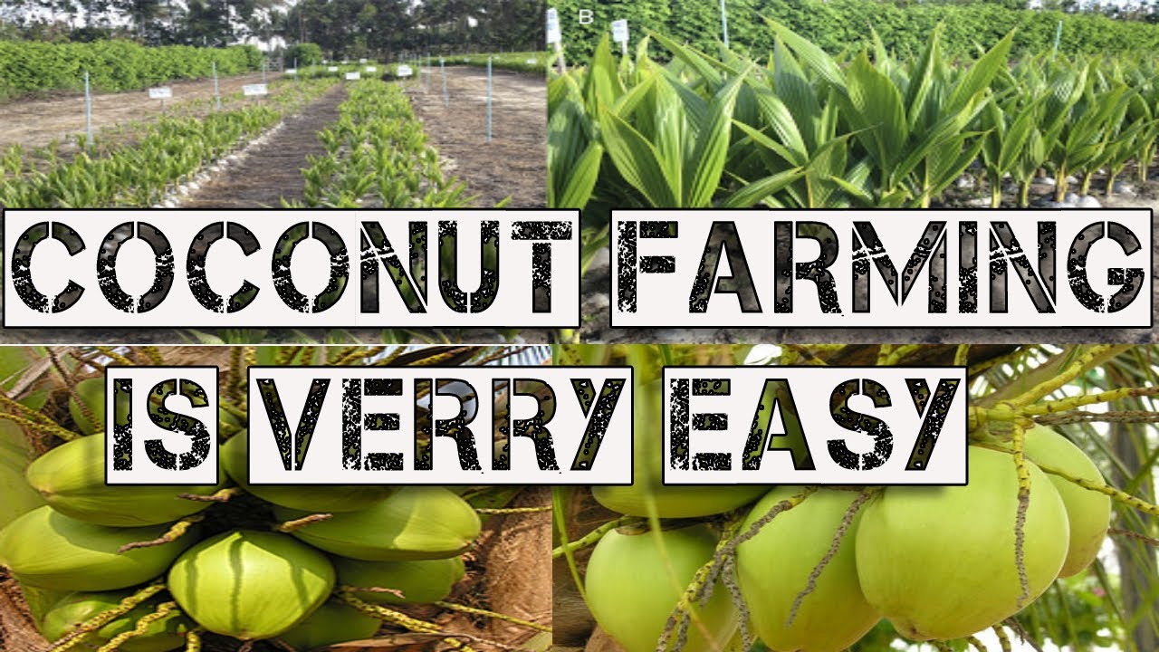 How_To_Farm_Coconut_Trees_Correctly_And_Easy - Top World - YouTube