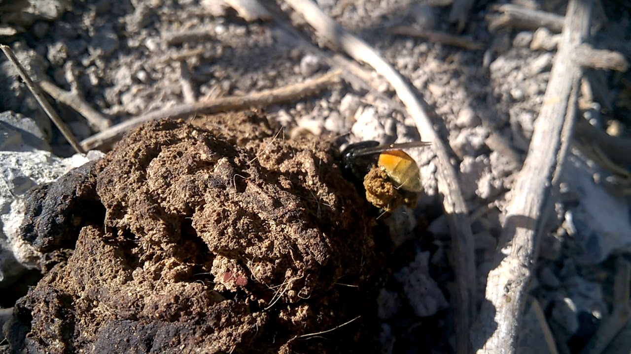 The orchid bee Eulaema polychroma (Apidae: Euglossini) - Puebla, Mexico ...
