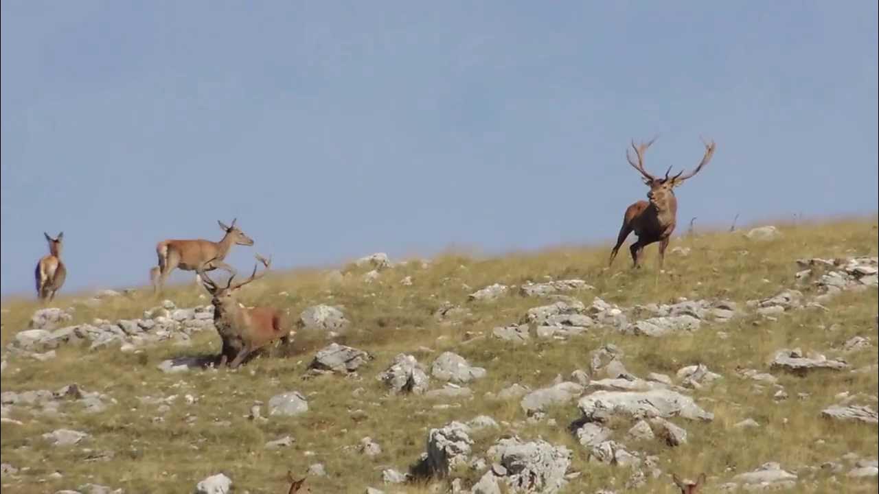 Cervi in combattimento | Parco Nazionale d'Abruzzo Lazio e Molise - YouTube