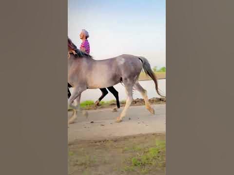 Punjab horses // horse lover // horse riding - YouTube