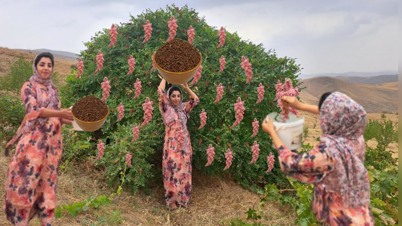سبک زندگی و کار زنان روستایی در ایران برداشت سماق کوهی توسط دختر