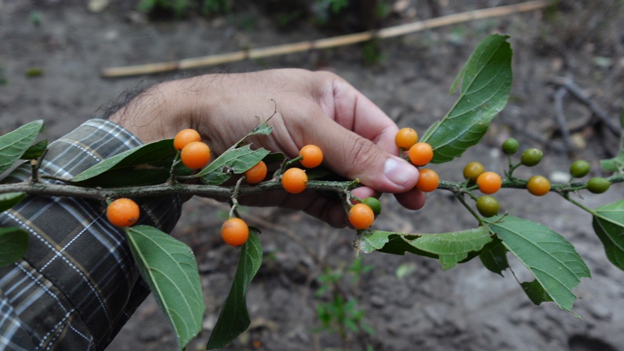 Descubre 𝐶𝑒𝑙𝑡𝑖𝑠 𝑖𝑔𝑢𝑎𝑛𝑎𝑒𝑎: La Fruta Silvestre Comestible | Chaparro ...