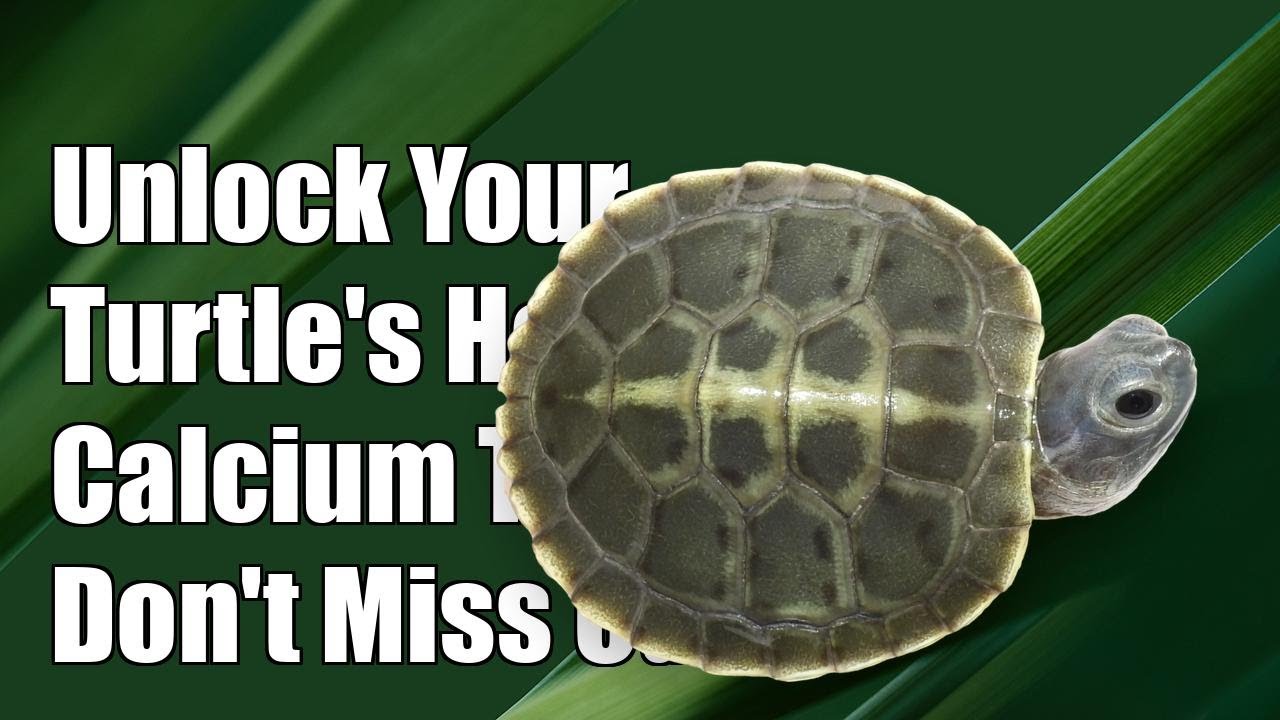 Unlock Your Turtle's Health: Essential Calcium Tips You Can't Afford to ...