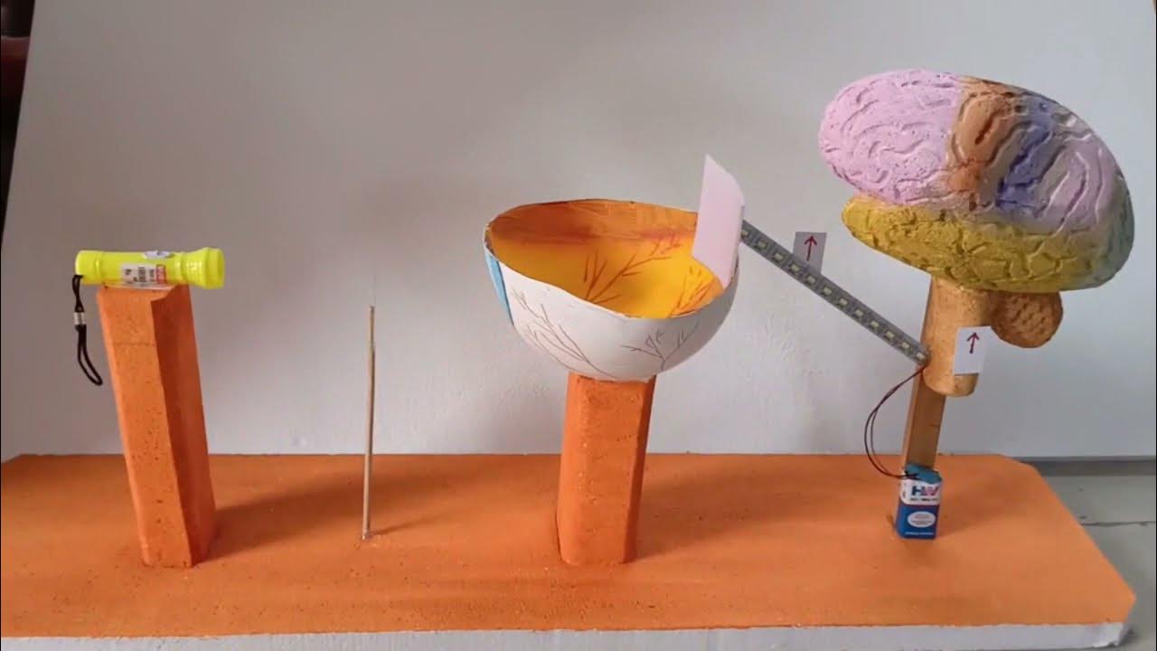 School Project | Working Model of Eye Model - YouTube