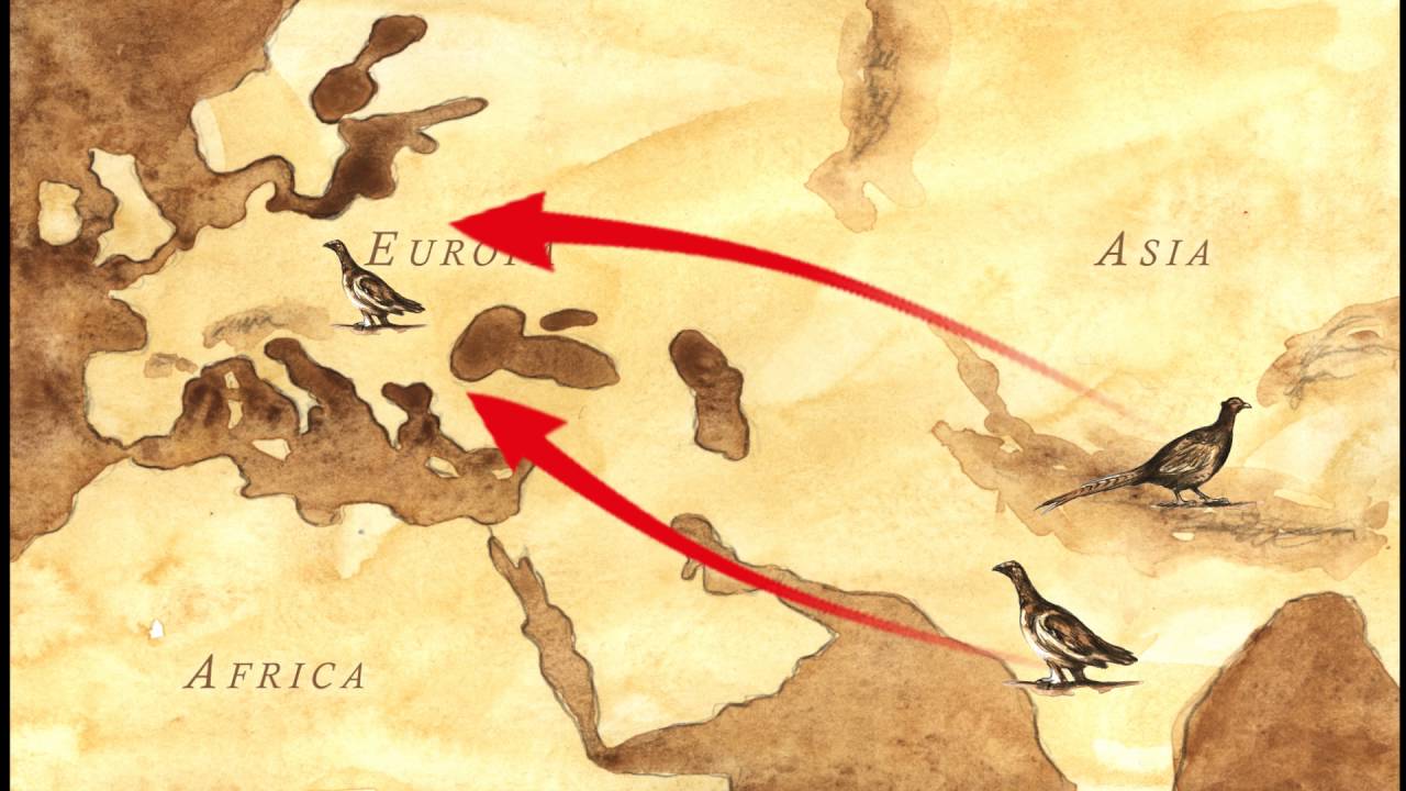 STORIA DEI GALLIFORMI ALPINI - YouTube