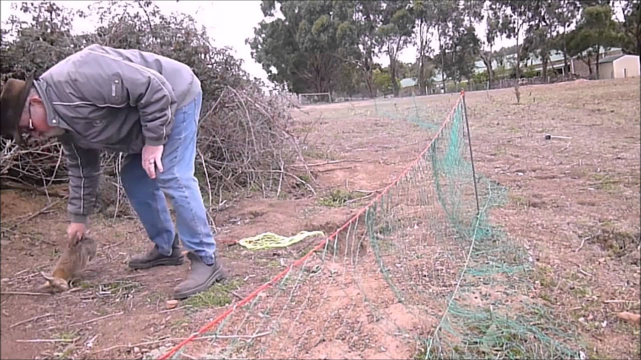 Ferreting 22 rabbits in half a day - YouTube