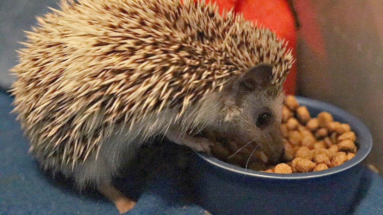 Hungry Little Hedgehog - YouTube