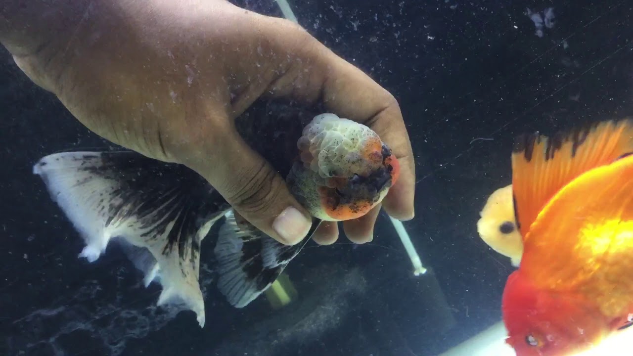 Giant Oranda Goldfish Sold To Bangalore Customer - YouTube