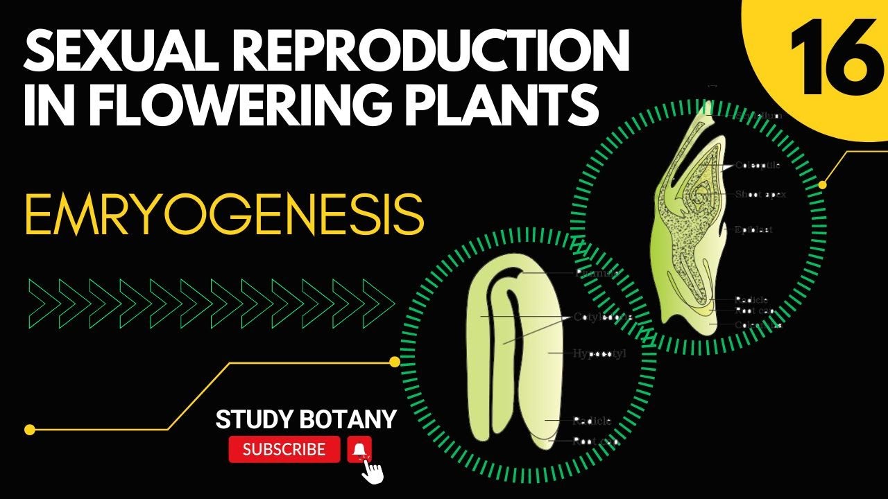 EMBRYO (EMBRYOGENESIS) SEXUAL REPRODUCTION IN FLOWERING PLANTS STUDY ...