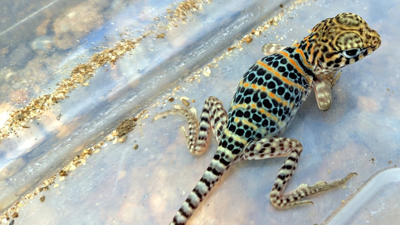 Hatching collared lizards and Italian wall lizards in my outdoor ...