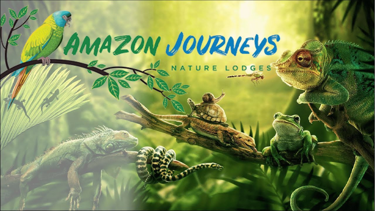 Amazing life of amazon animals | Wild Life | Wild Adventures ...