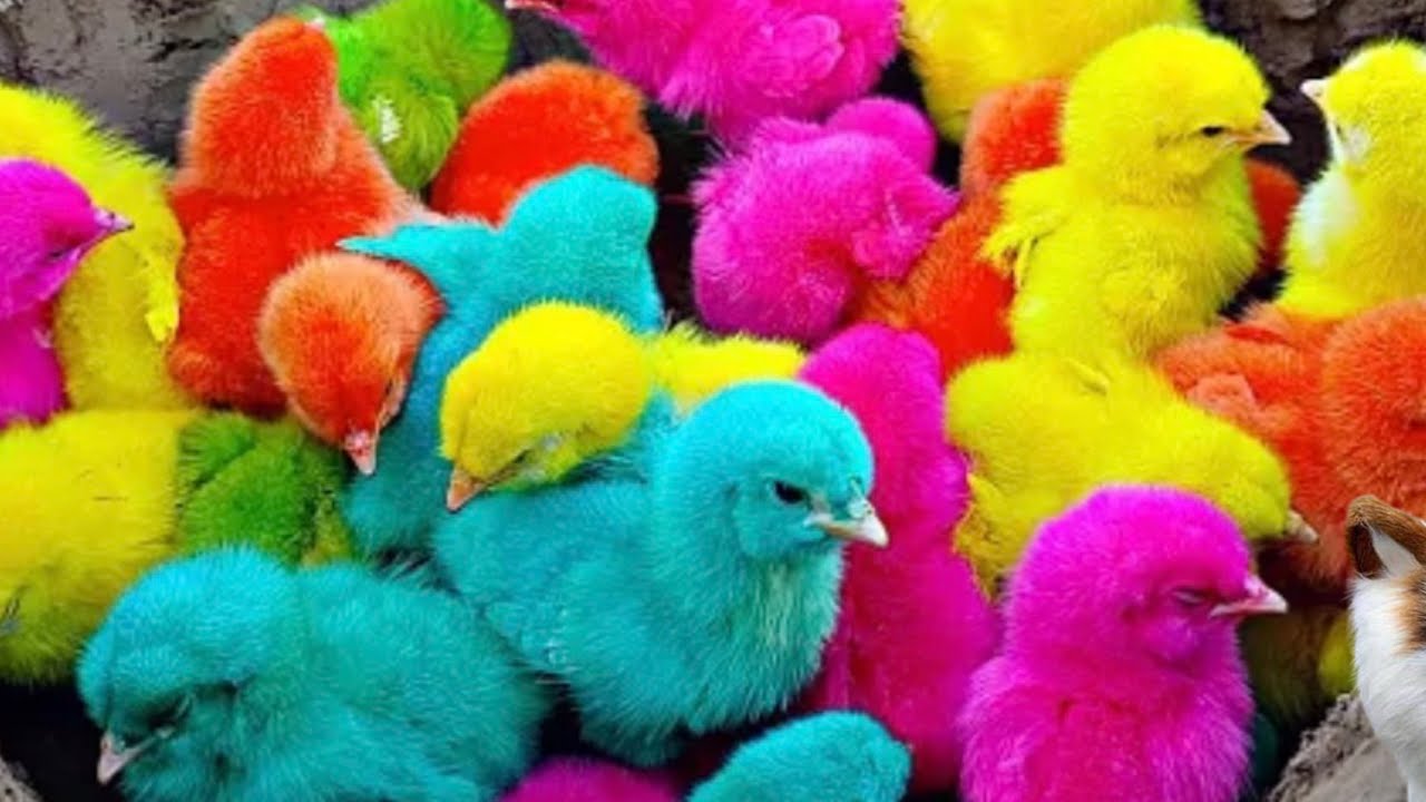 Amazing !!Tangkap Ayam Lucu, Ayam Warna Warni, Ayam Rainbow Gokil ...