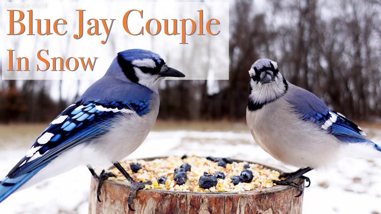 Blue Jay Couple in snow, 4K Bird Video, Awesome World Short Video 007 ...