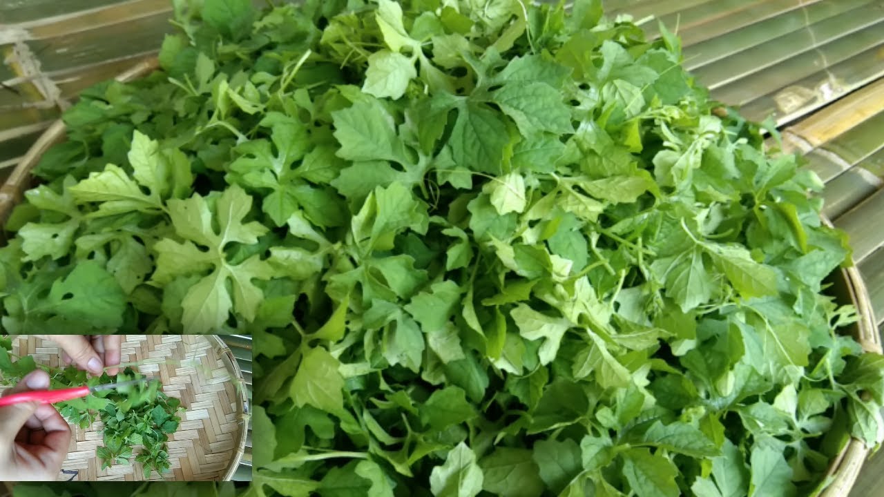 Dahon ng Ampalaya / BITTER GOURD LEAVES Gawing Masarap na Ulam! Easy ...