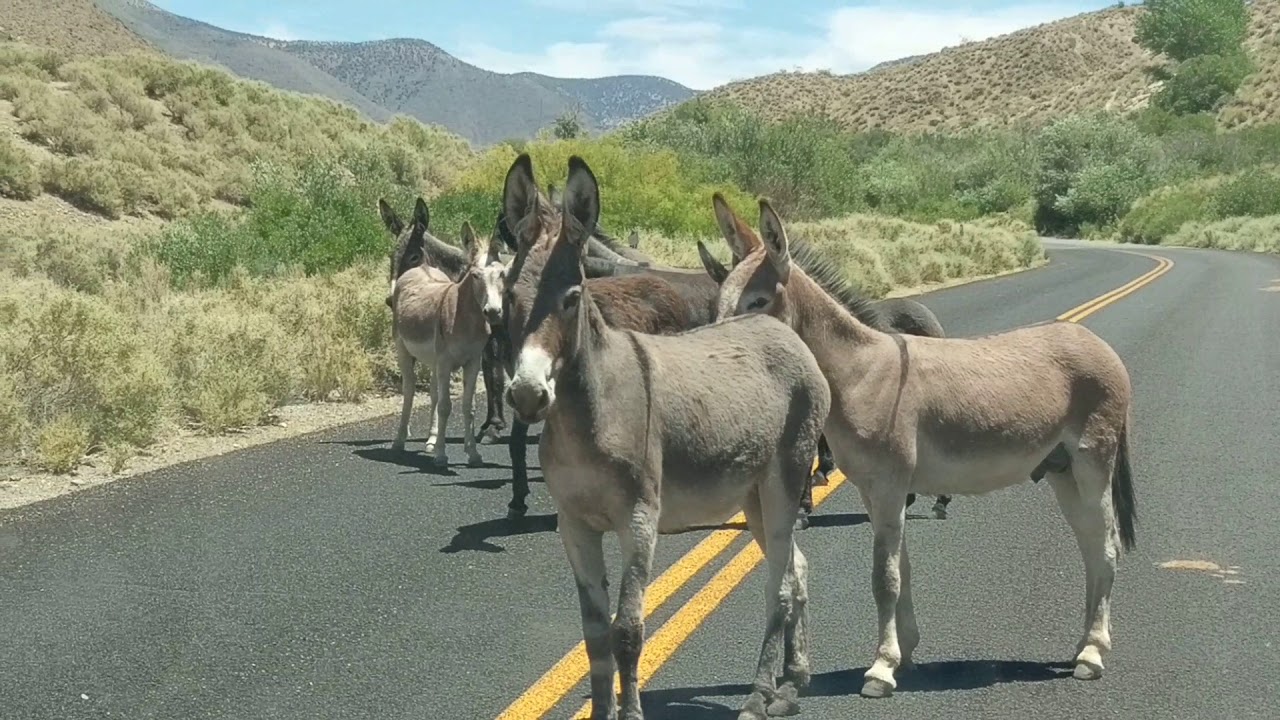 Wild Burros in Death Valley - YouTube