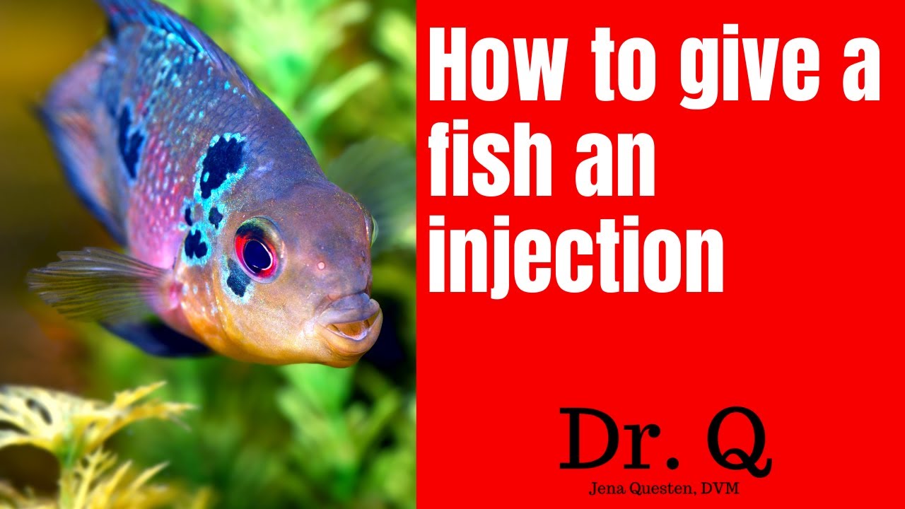 Dr. Q presents: How to Give a Fish an Injection - Aspen Park Vet ...