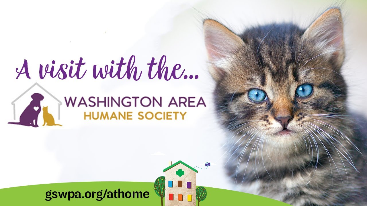 Visit the Washington Area Humane Society with GSWPA! - YouTube