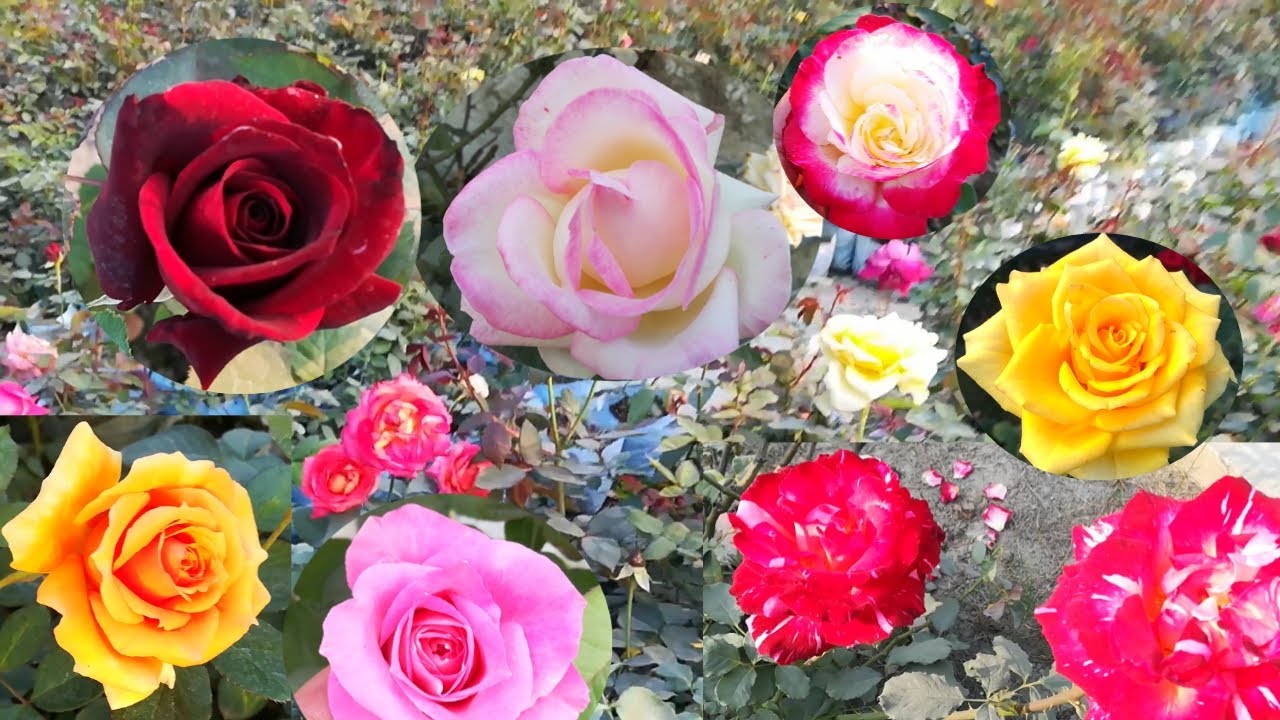Beautiful Rose Varieties With Names Or IDs / Rose Varieties In India ...