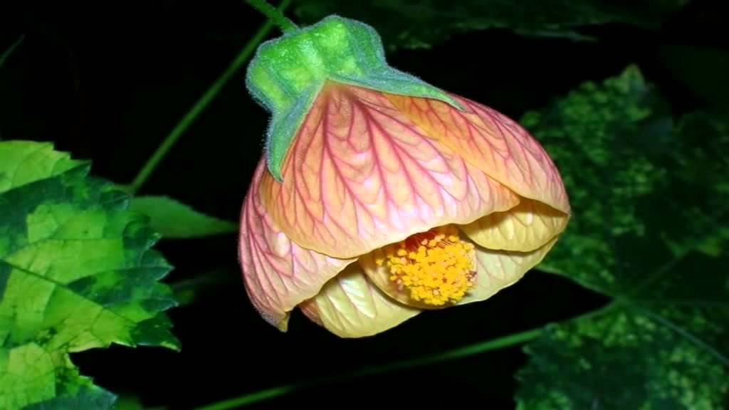 Abutilon x hybridum, Mixed Colours - YouTube