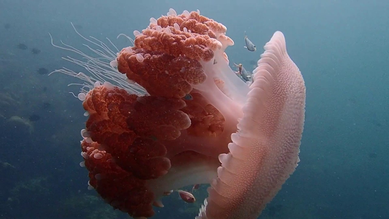 Satun Dive Resort trailer - YouTube