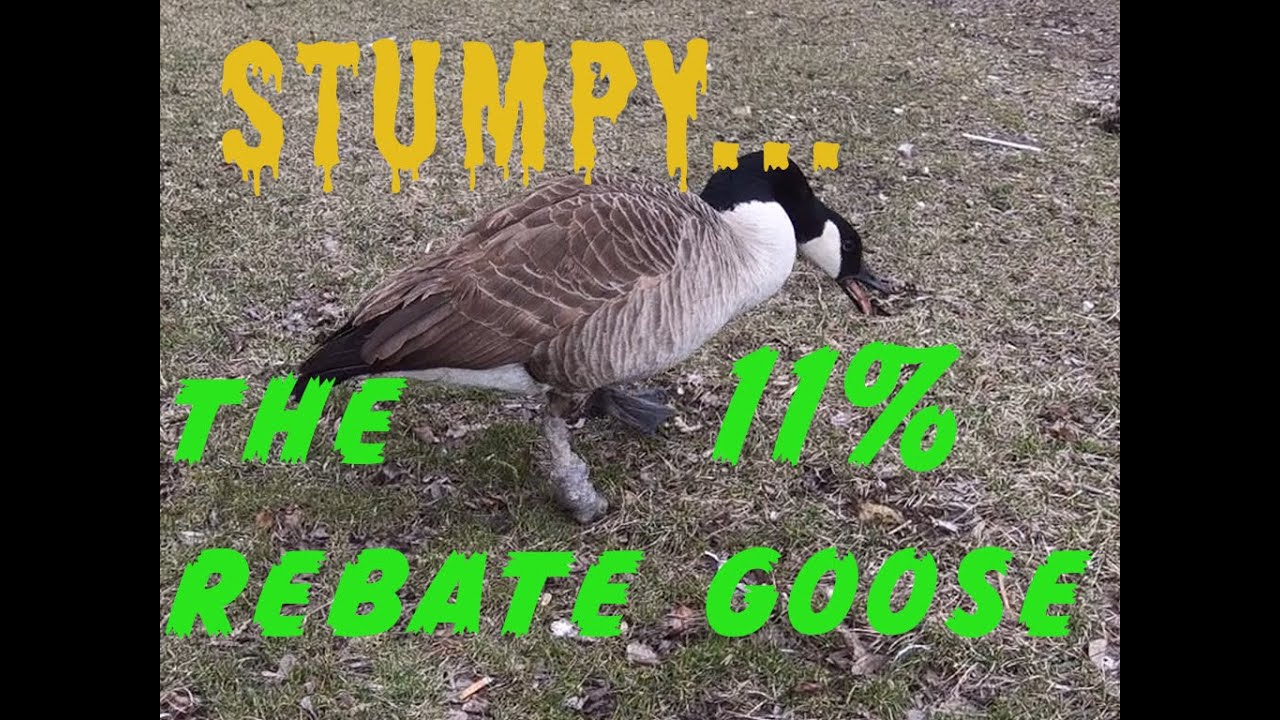 Stumpy the Goose Ultimate Survivor/ Goose Facts Local Tarzan Chase ...