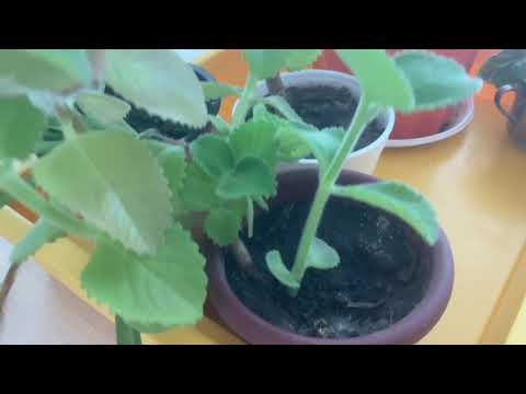 Садівниця Фросільдушка