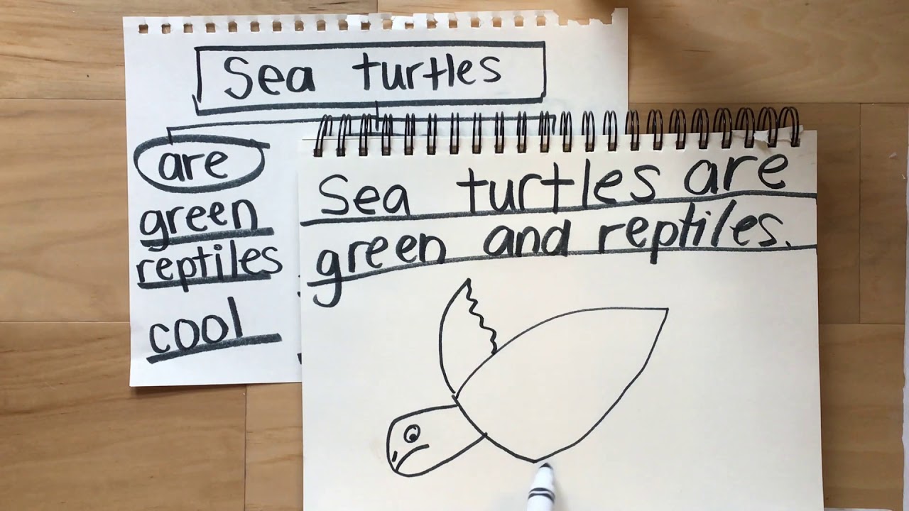 May 20 Sea Turtle Informational Writing - YouTube